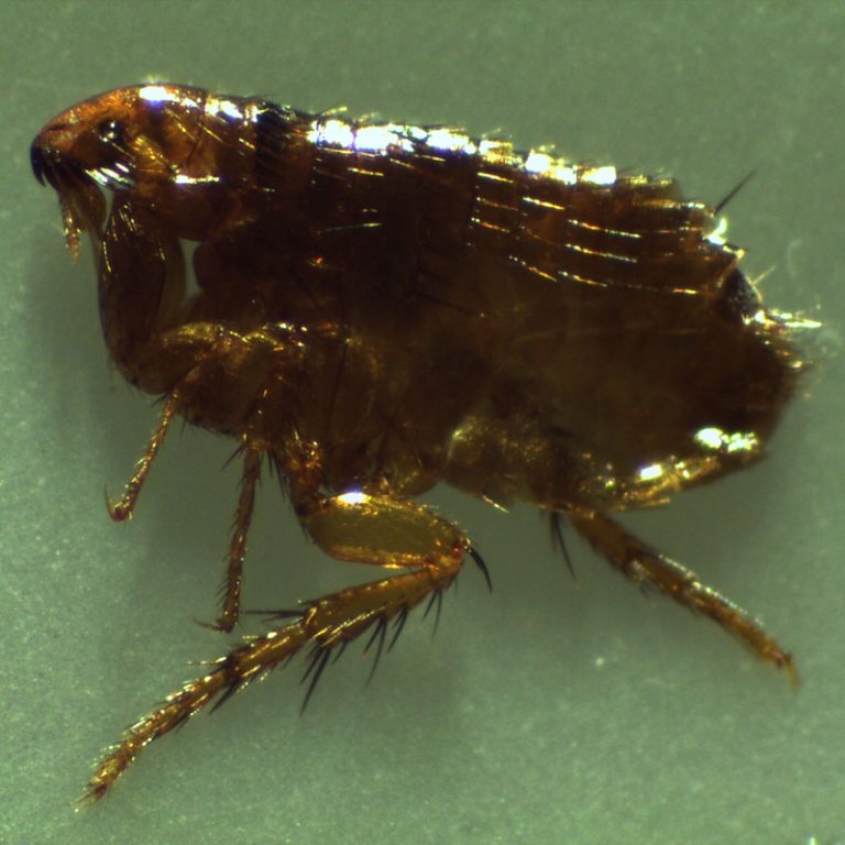 Fleas - Ian Smith Pest Control